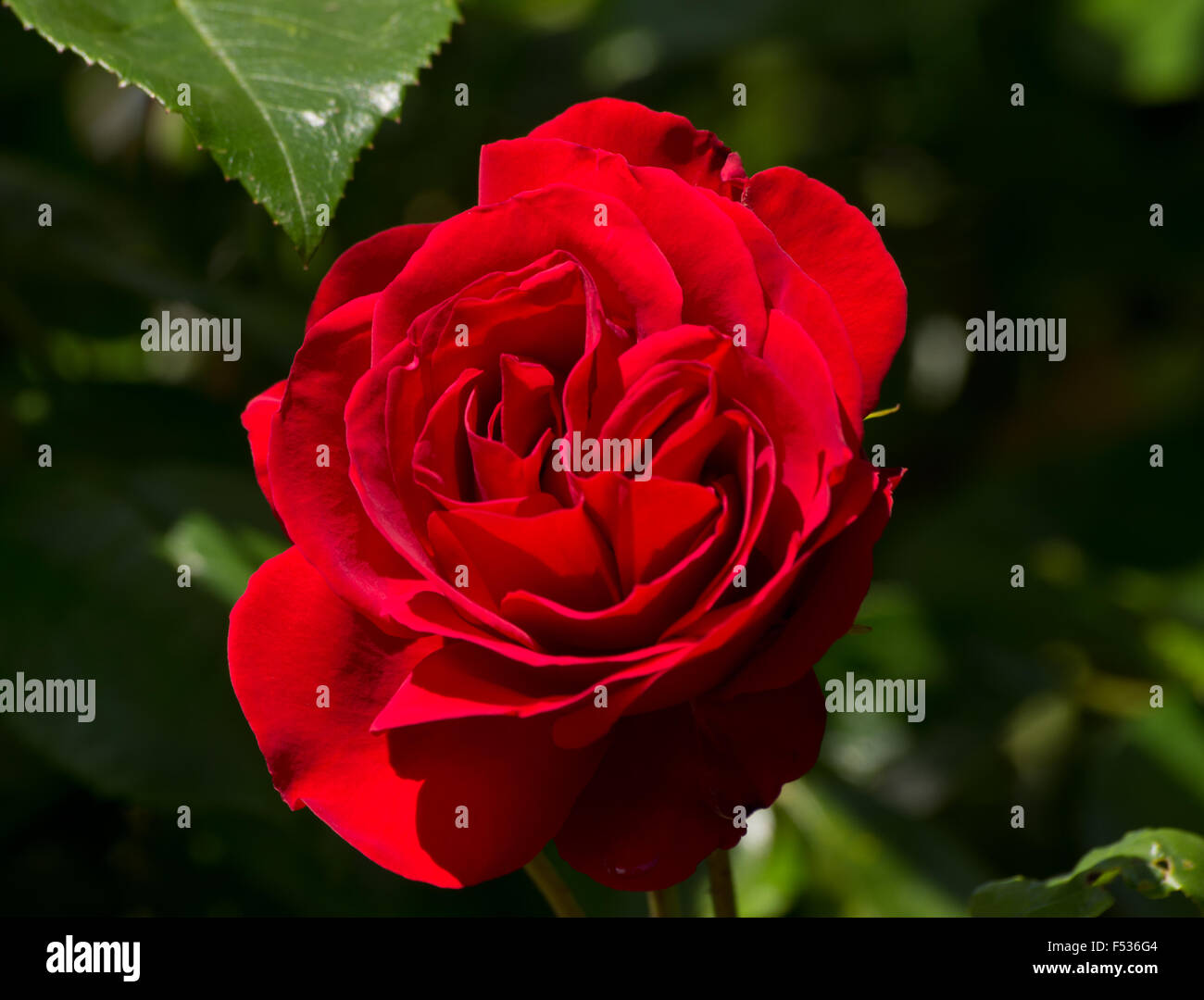 Rose Dublin Bay Stock Photo - Alamy