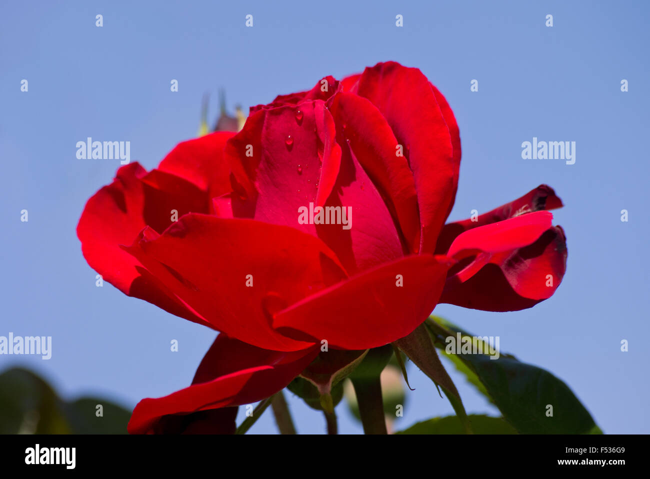 Rose Dublin Bay Stock Photo - Alamy
