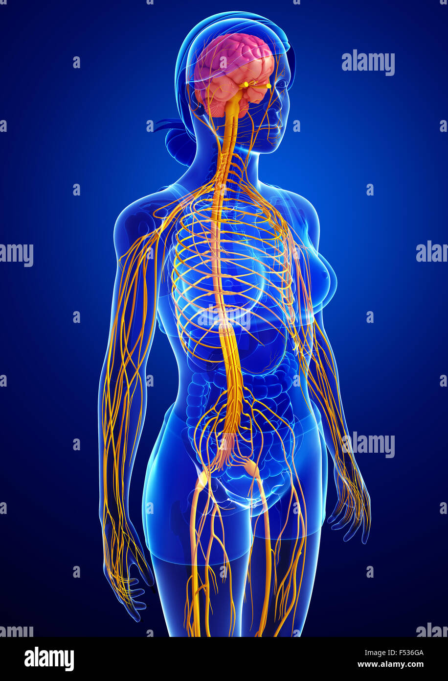 Illustration of Female nervous system artwork Stock Photo - Alamy