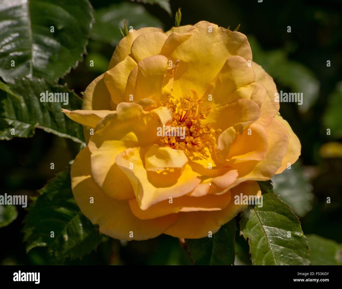 Rose maigold hi-res stock photography and images - Alamy