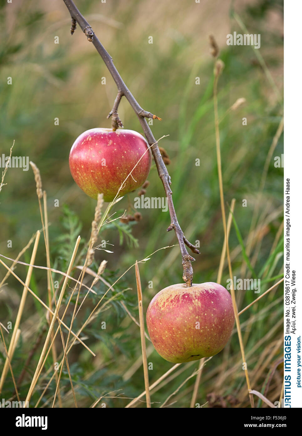 Fresh juicy apples two hi-res stock photography and images - Alamy