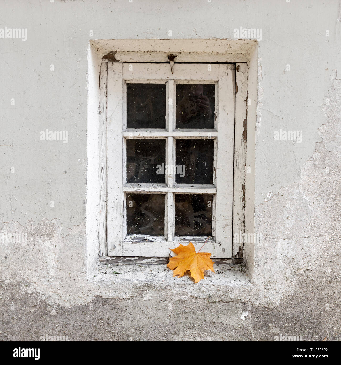 Weathered wooden window with single maple leaf at autumn Stock Photo ...