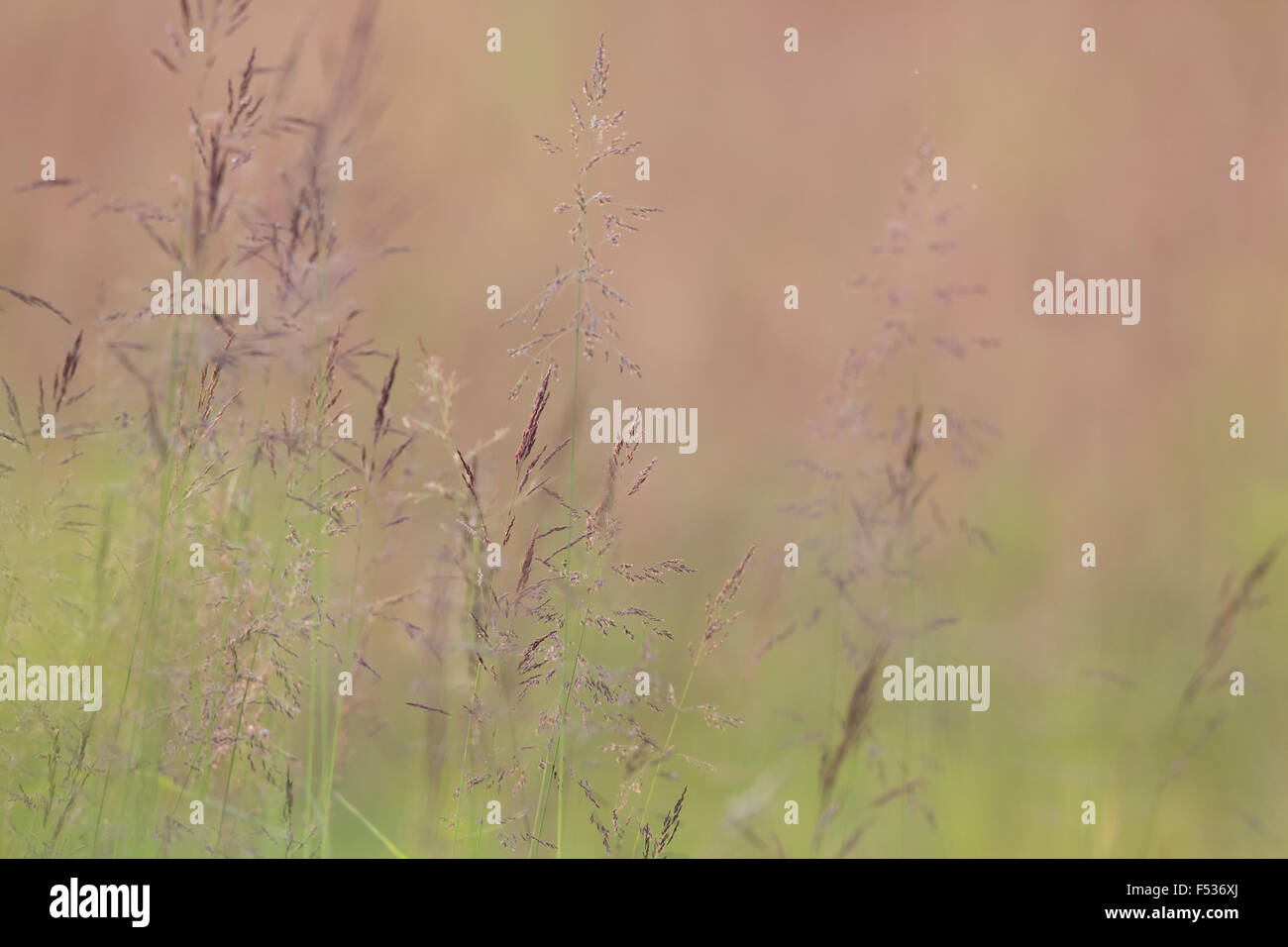 Abstract grasses hi-res stock photography and images - Alamy