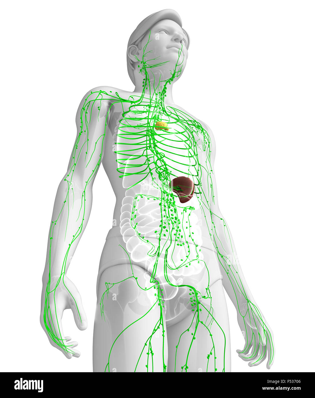 Illustration of male body lymphatic system Stock Photo - Alamy