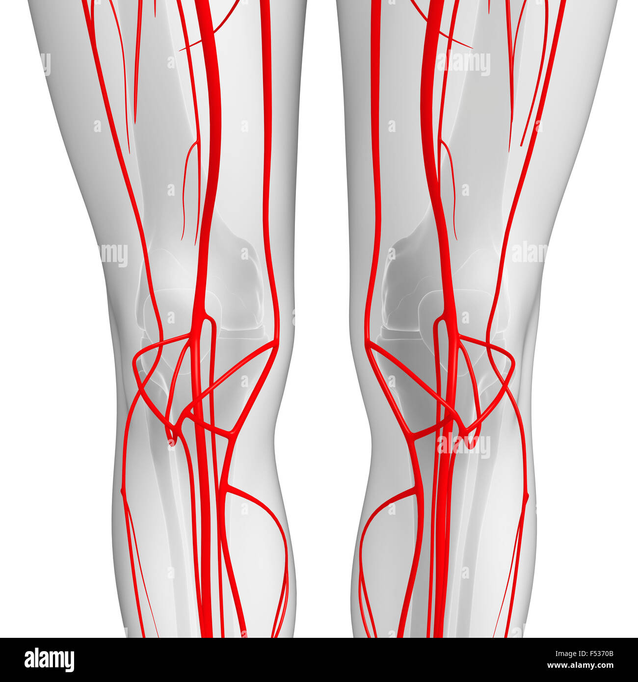 3d rendered illustration of human arterial system Stock Photo - Alamy