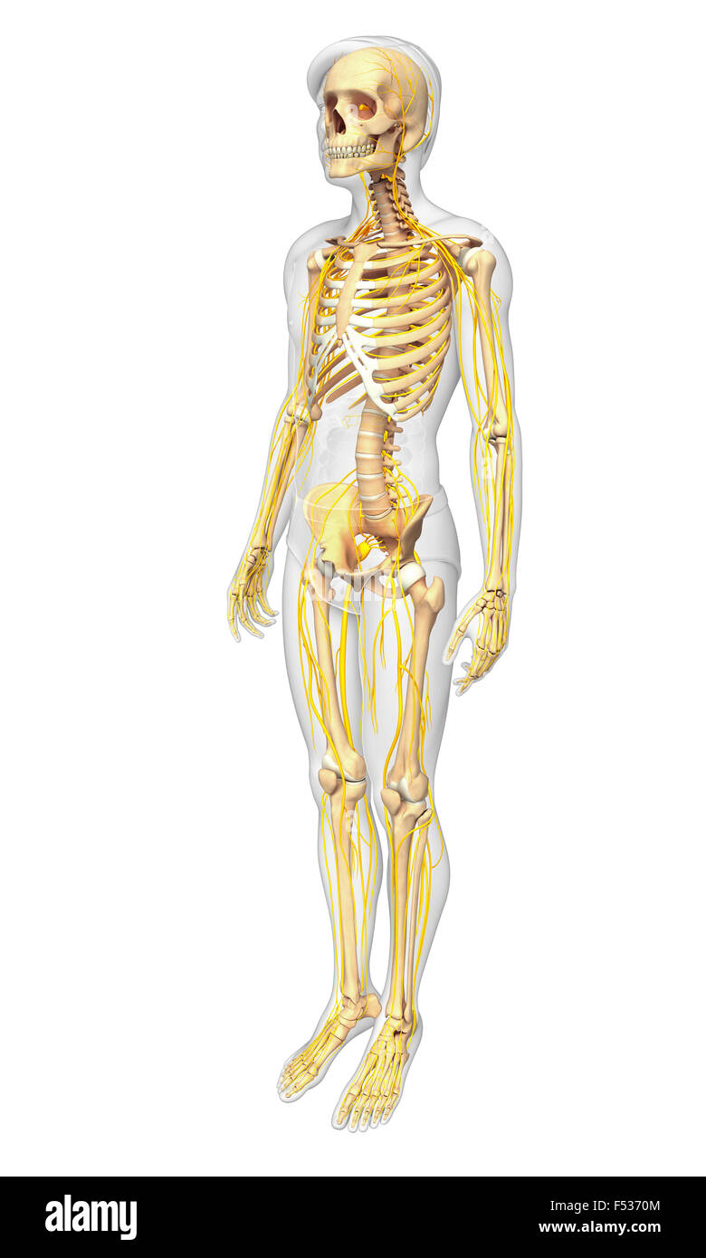Illustration of human skeleton with nervous system Stock Photo - Alamy