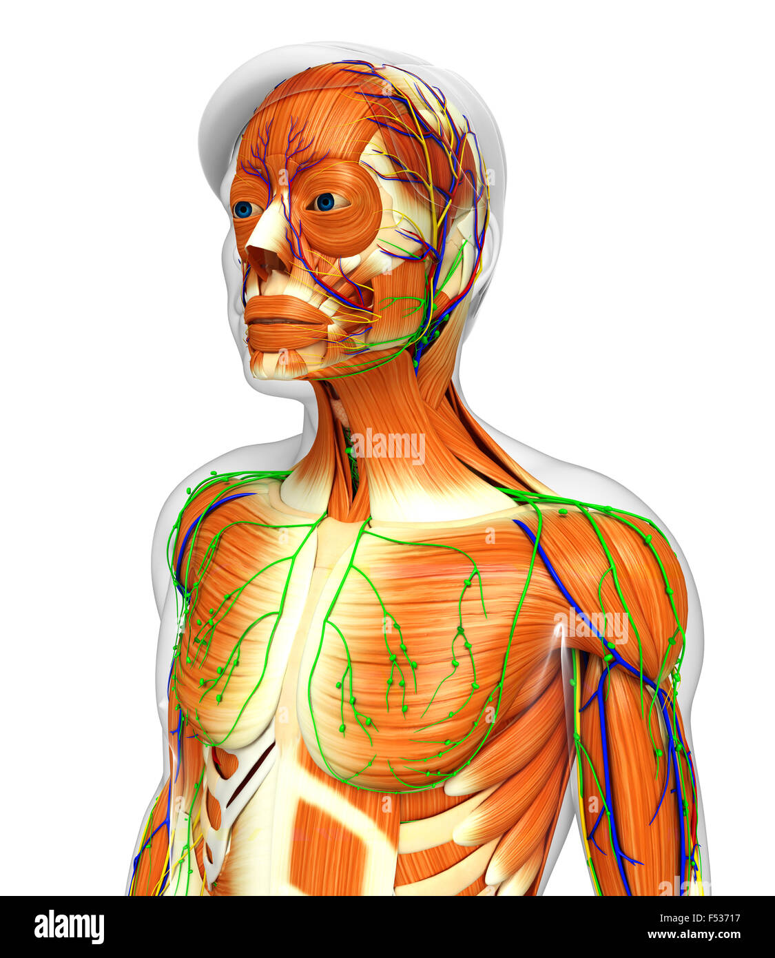 3d rendered illustration of human body anatomy Stock Photo - Alamy