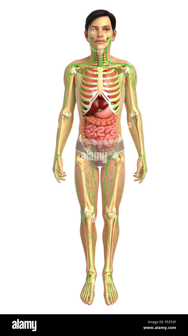 3d rendered illustration of human body anatomy Stock Photo - Alamy