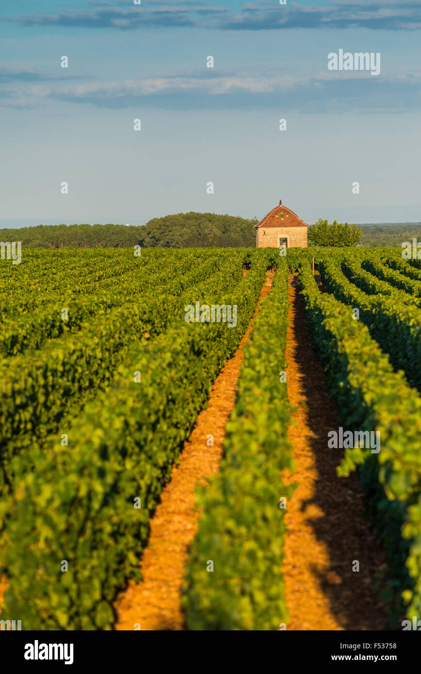 Vineyard, Savigny Les Beaune, Cote d'Or, Burgundy, France, Europe Stock ...