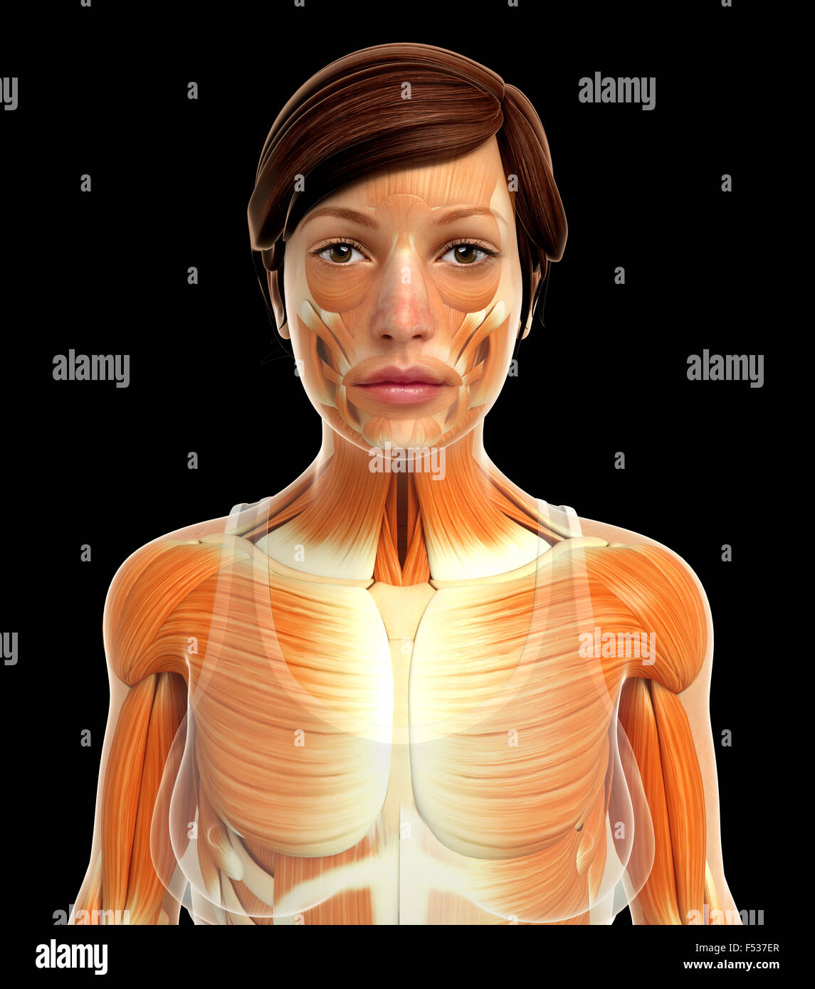 3d rendered illustration of human body anatomy Stock Photo - Alamy