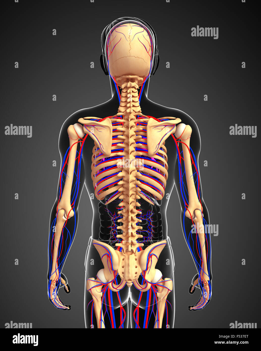 Illustration of male skeletal circulatory system Stock Photo - Alamy