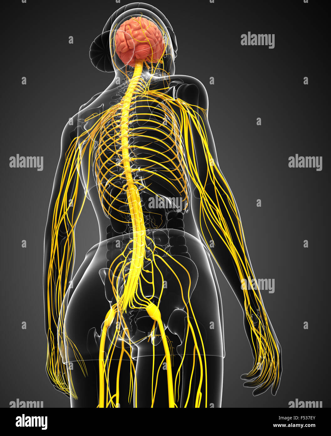 Female nervous system hi-res stock photography and images - Alamy