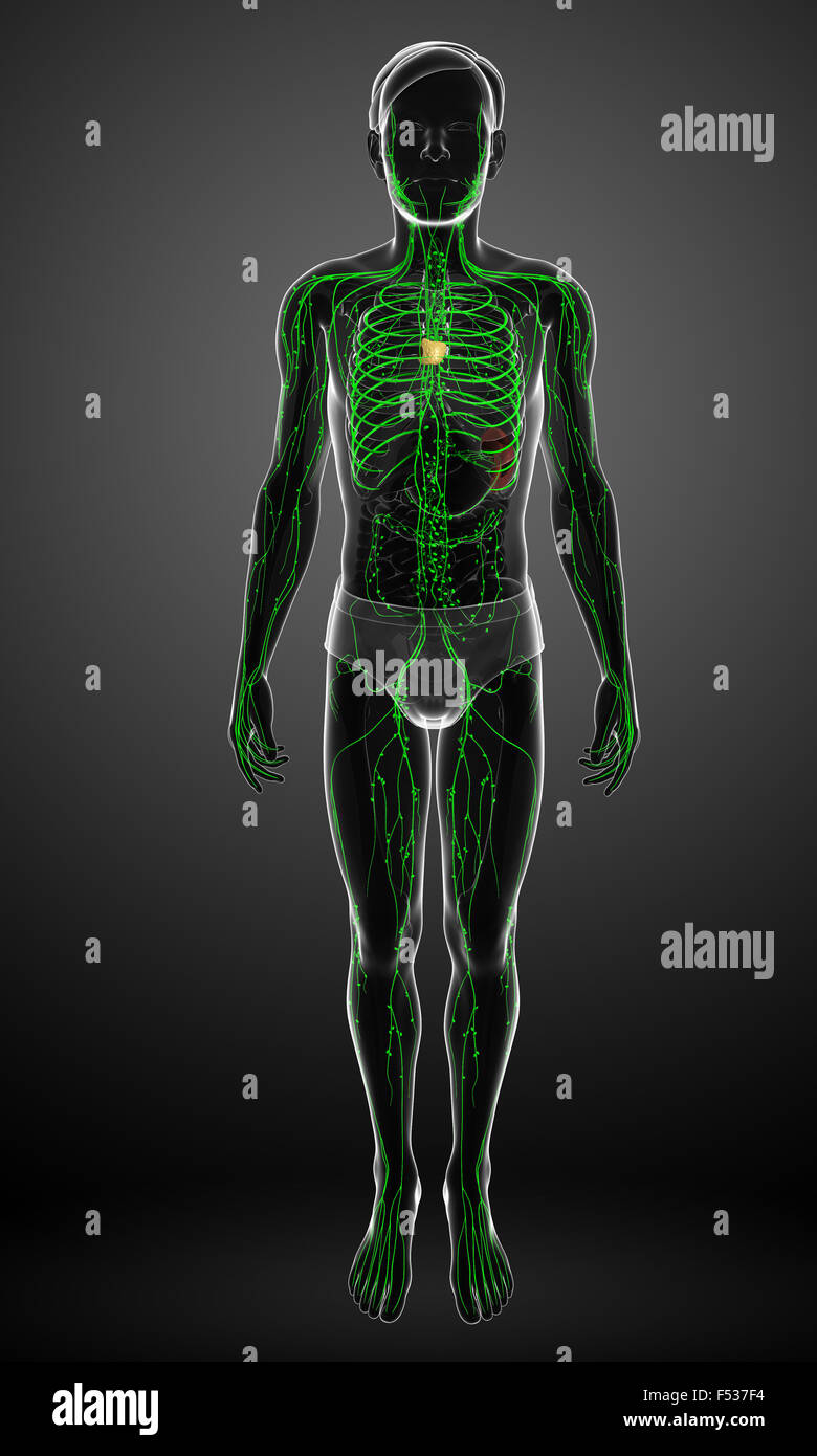 Illustration of male body lymphatic system Stock Photo - Alamy
