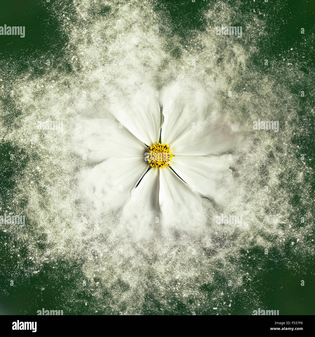 Flower - Exploding Stock Photo - Alamy
