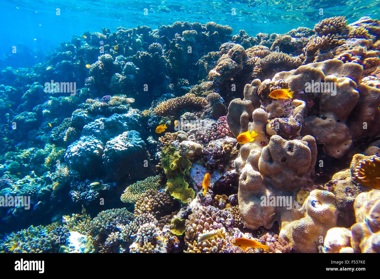 red sea coral reef with hard corals, fishes and sunny sky shining ...