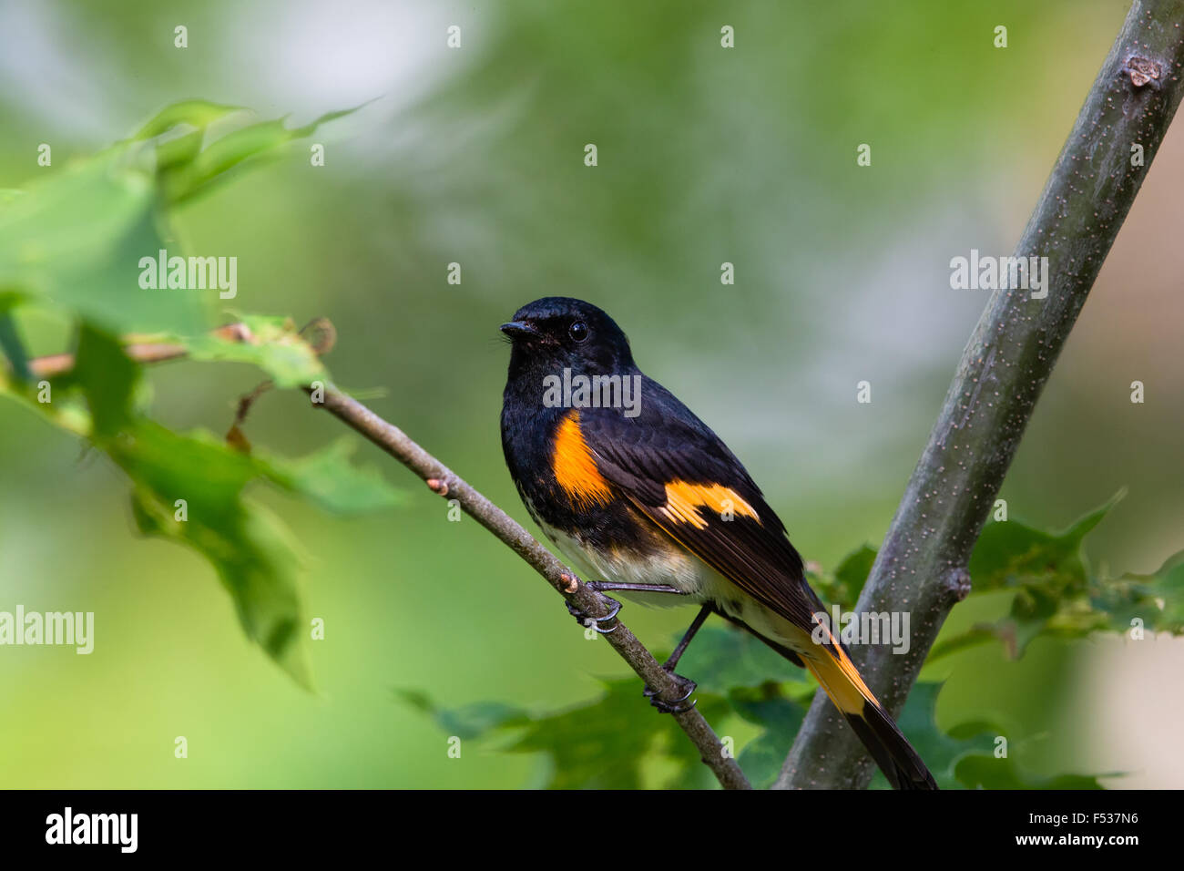 American redstart - male Stock Photo - Alamy