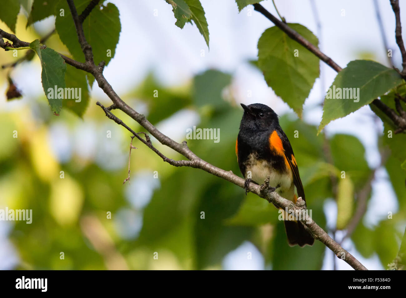 Adult redstart hi-res stock photography and images - Alamy