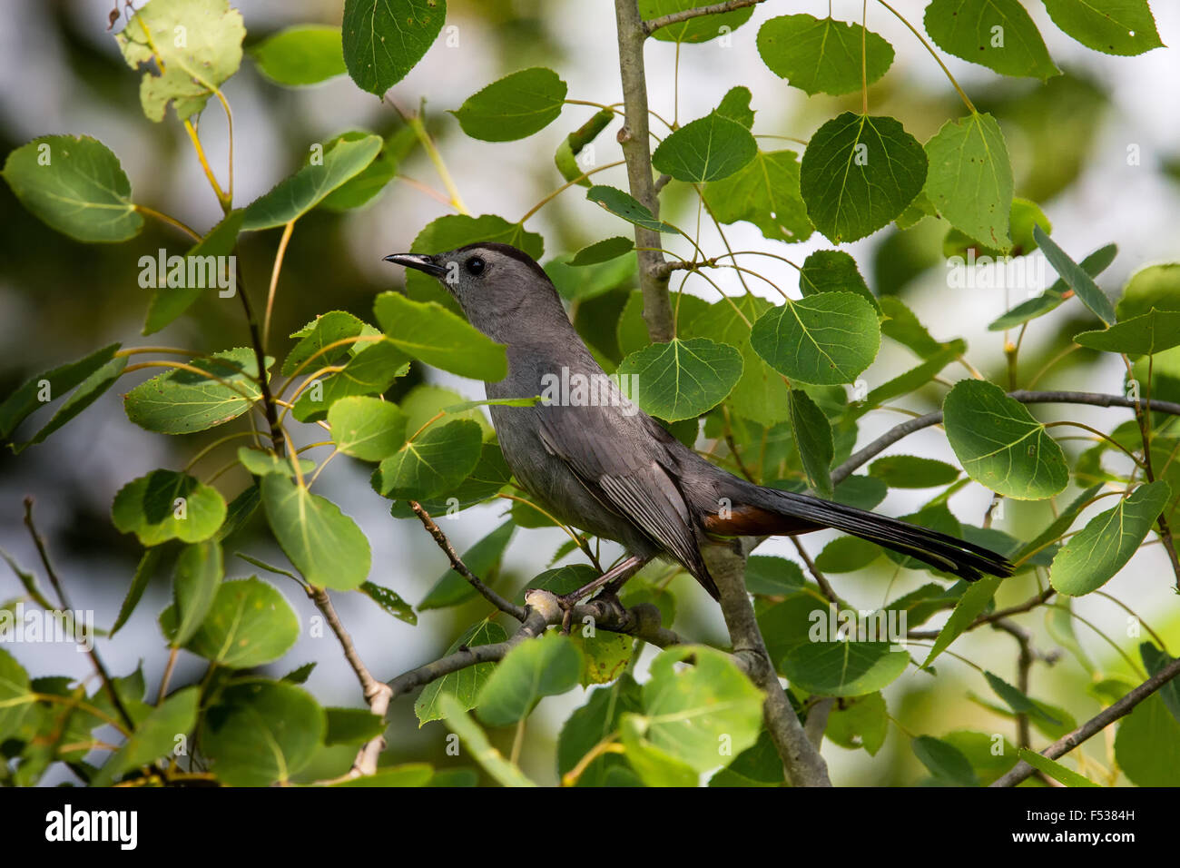 Grey catbird in northern Wisconsin Stock Photo - Alamy