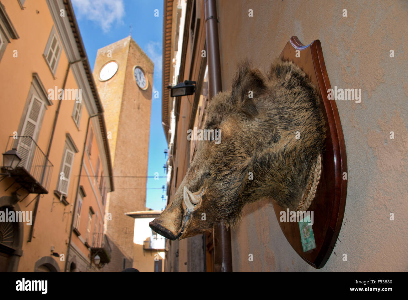 Italy, Orvieto. Stuffed boar's head with historic clock tower in the ...