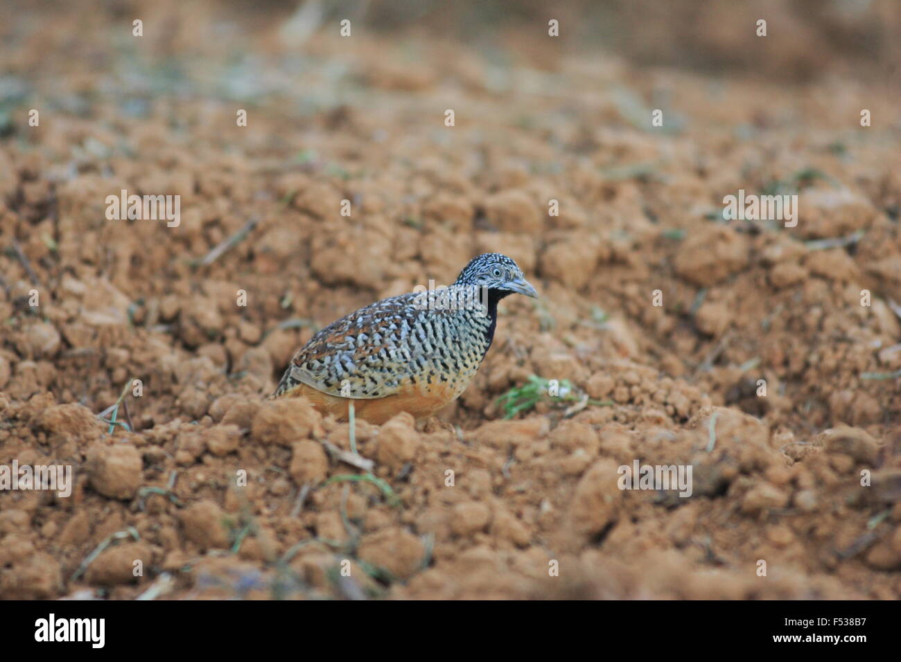Barred Buttonquail (Turnix suscitator) in Amami Island,Japan Stock ...