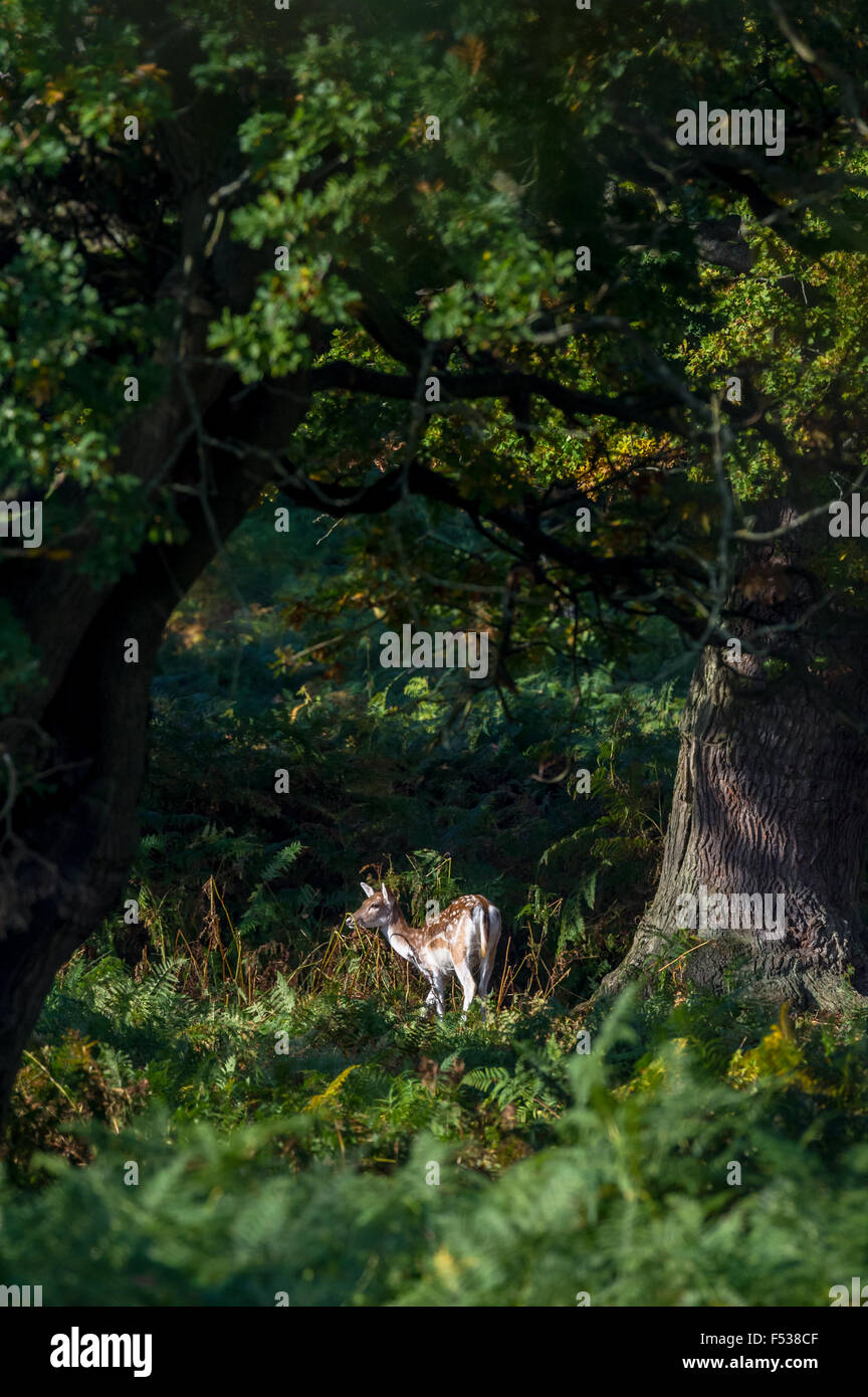 Mammal ruminant hi-res stock photography and images - Alamy