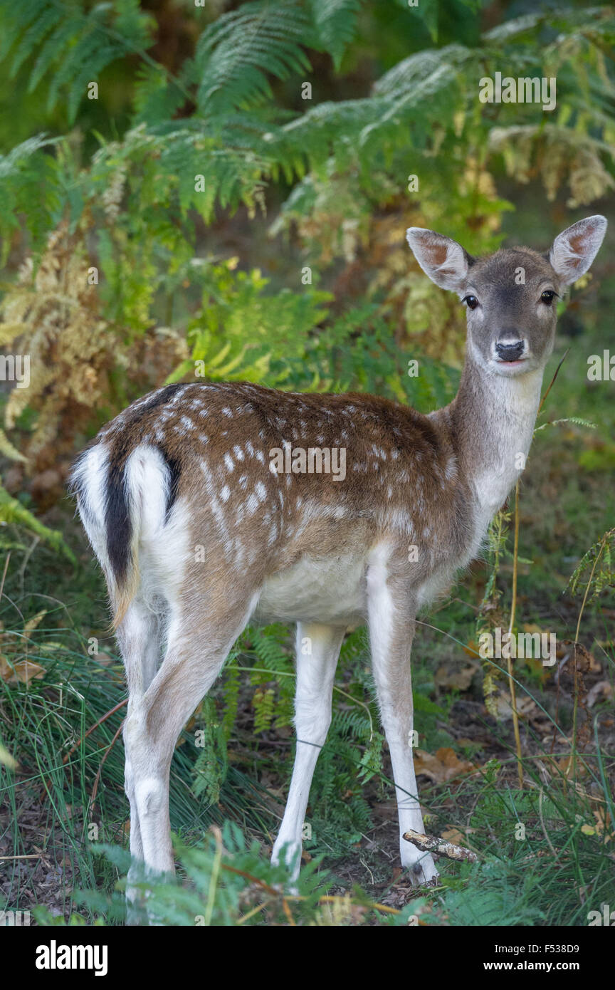 Female fallow deers hi-res stock photography and images - Alamy