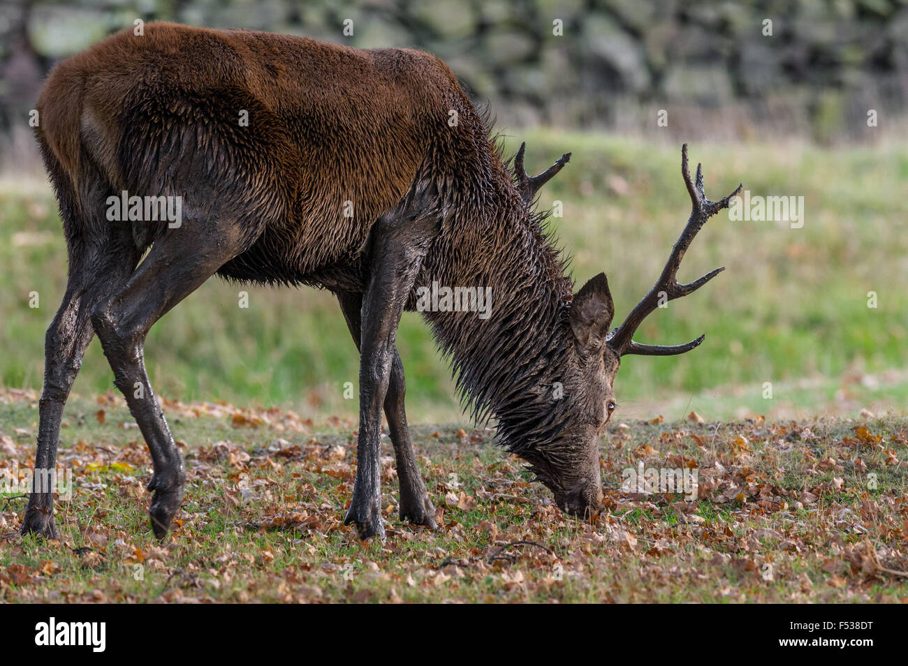 Red deer stag muddy hi-res stock photography and images - Alamy