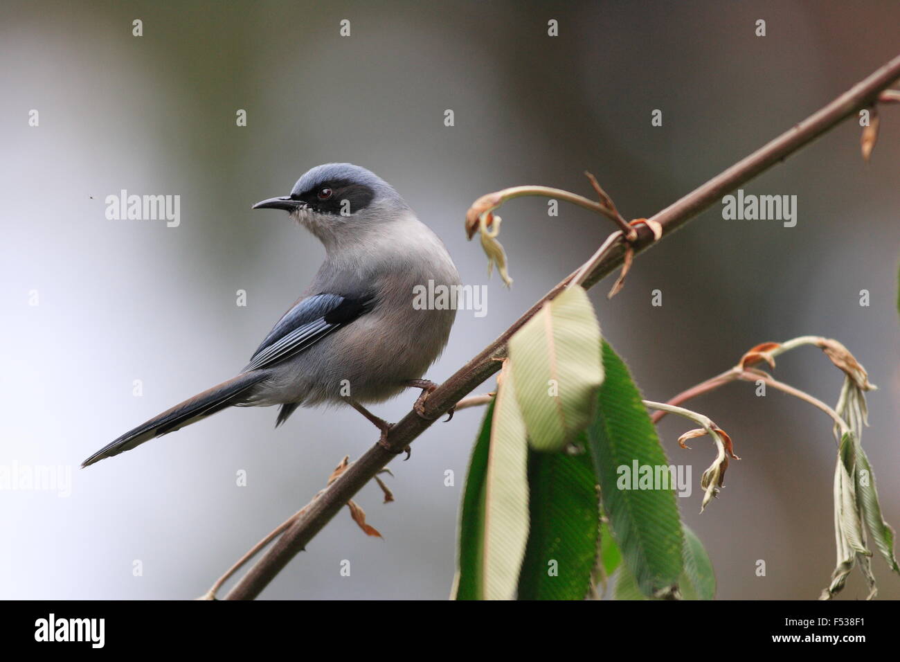 Beautiful sibia hi-res stock photography and images - Alamy