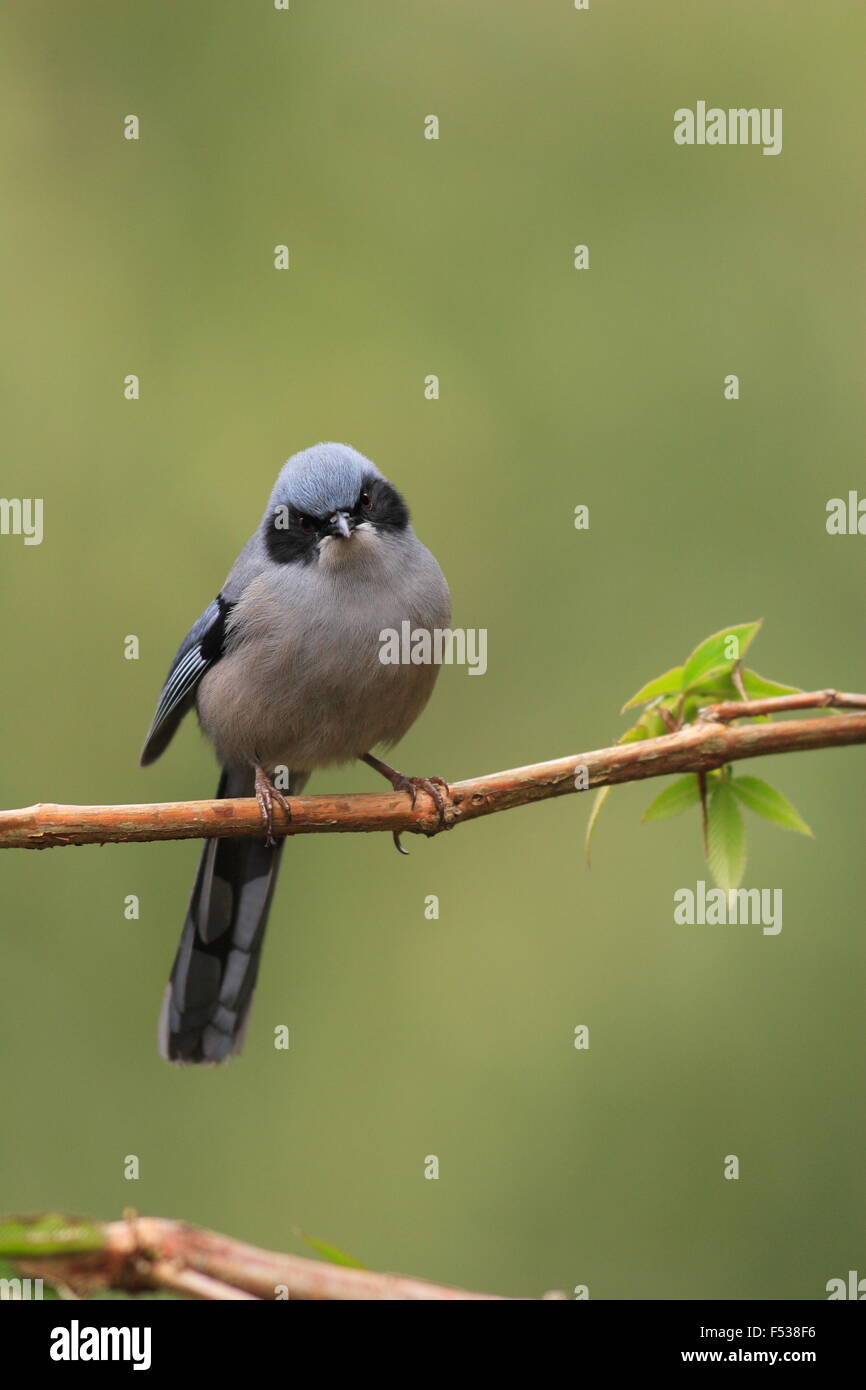 Beautiful sibia hi-res stock photography and images - Alamy