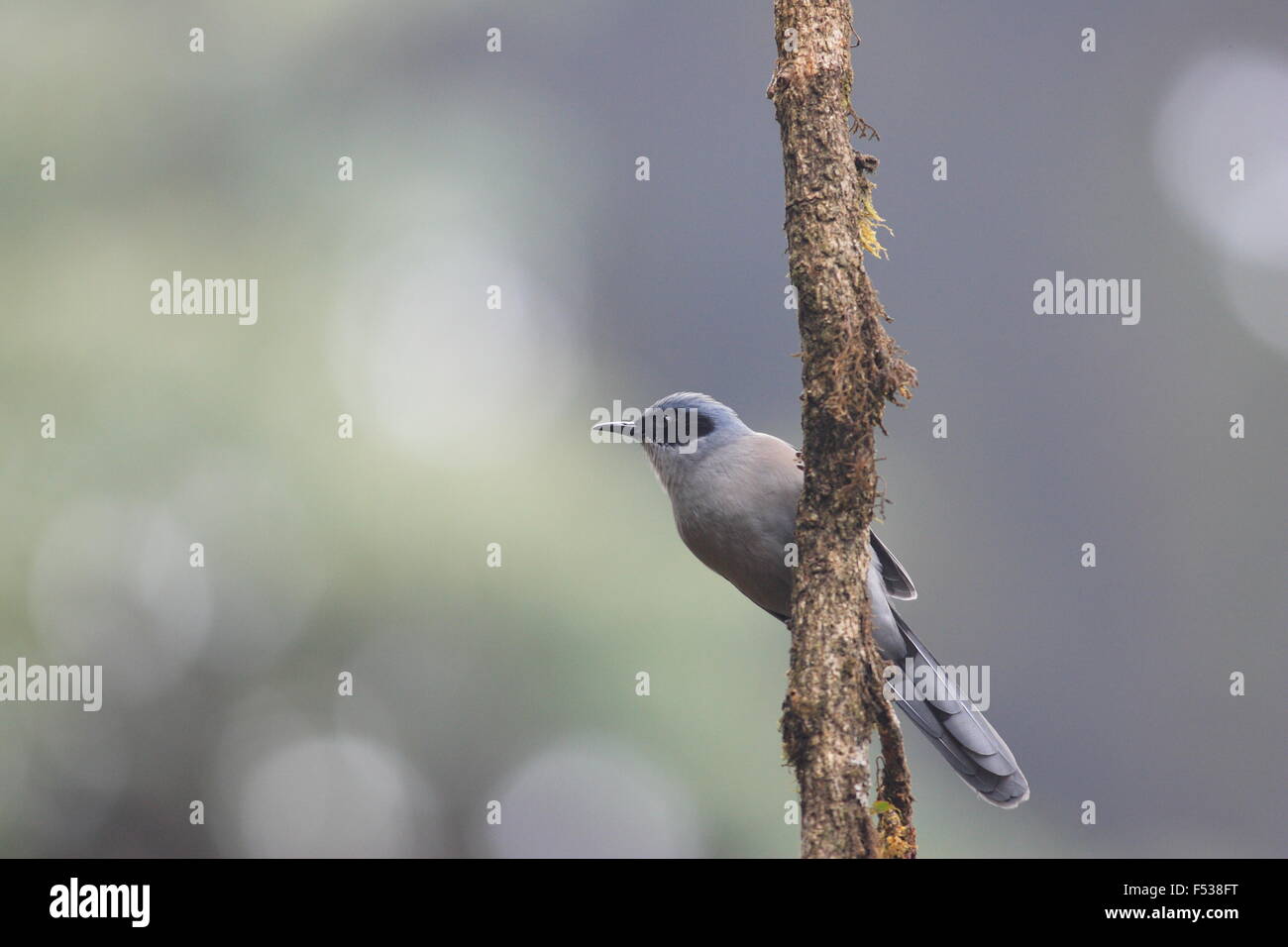 Beautiful sibia hi-res stock photography and images - Alamy