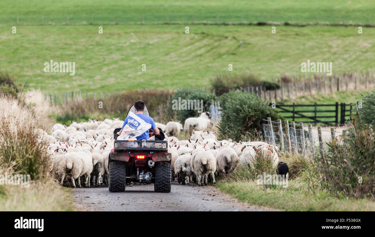 Farmer on a quad bike carrying feed, herding a flock of sheep down a ...