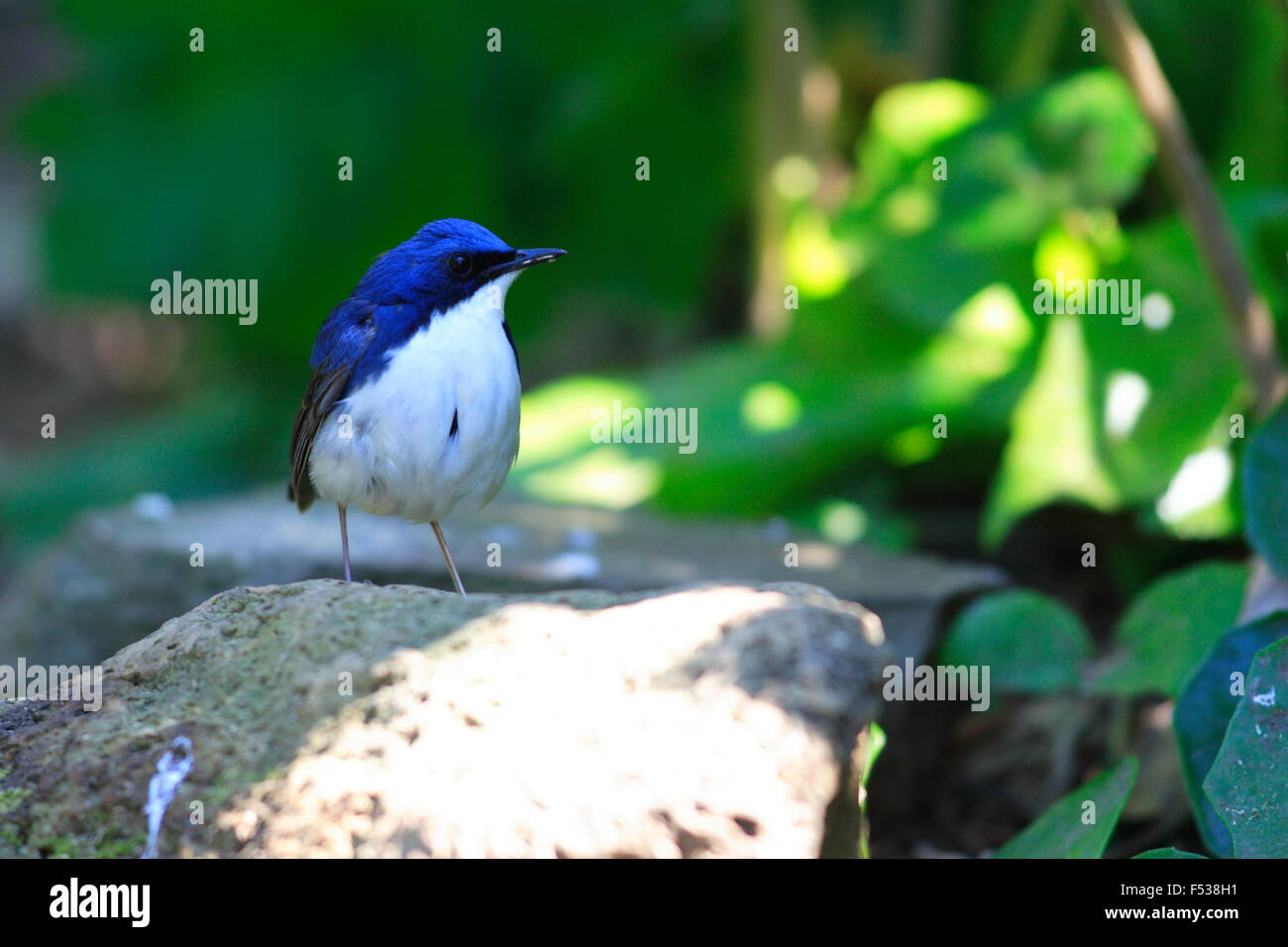 Siberian blue robin (Luscinia cyane) in Japan Stock Photo - Alamy