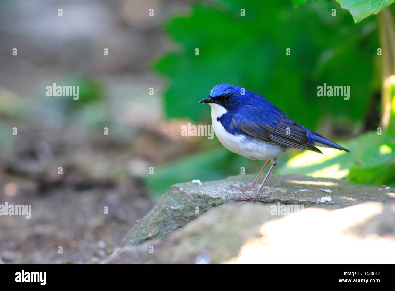 Siberian blue robin (Luscinia cyane) in Japan Stock Photo - Alamy