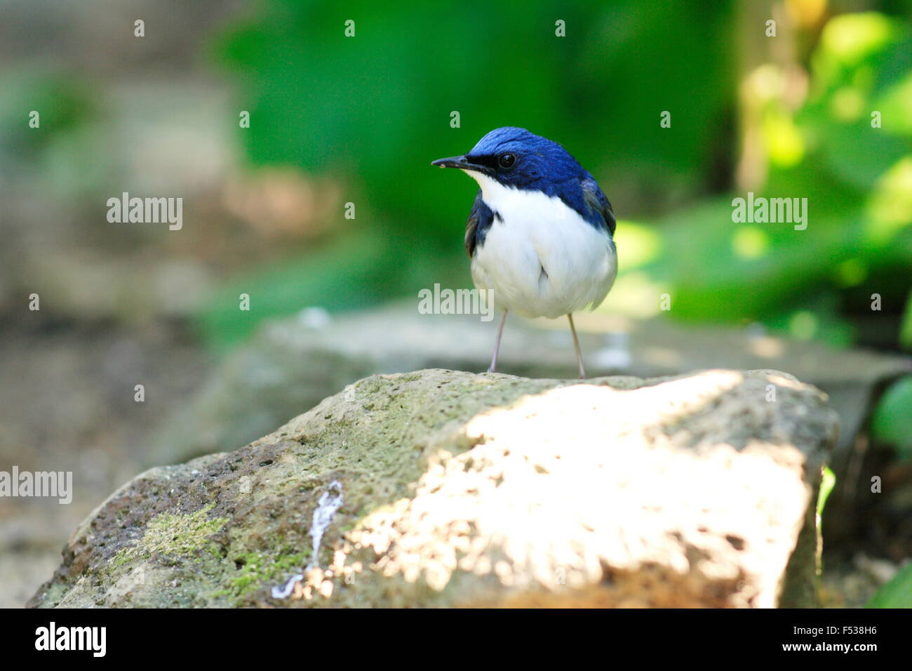 Siberian blue robin (Luscinia cyane) in Japan Stock Photo - Alamy