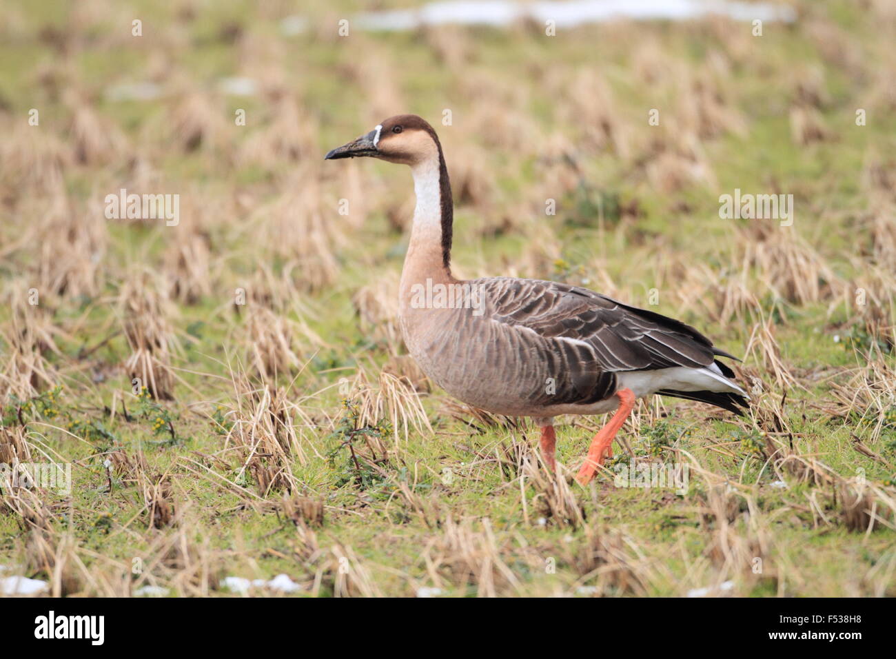 Swan Goose (Anser cygnoides) in Japan Stock Photo - Alamy