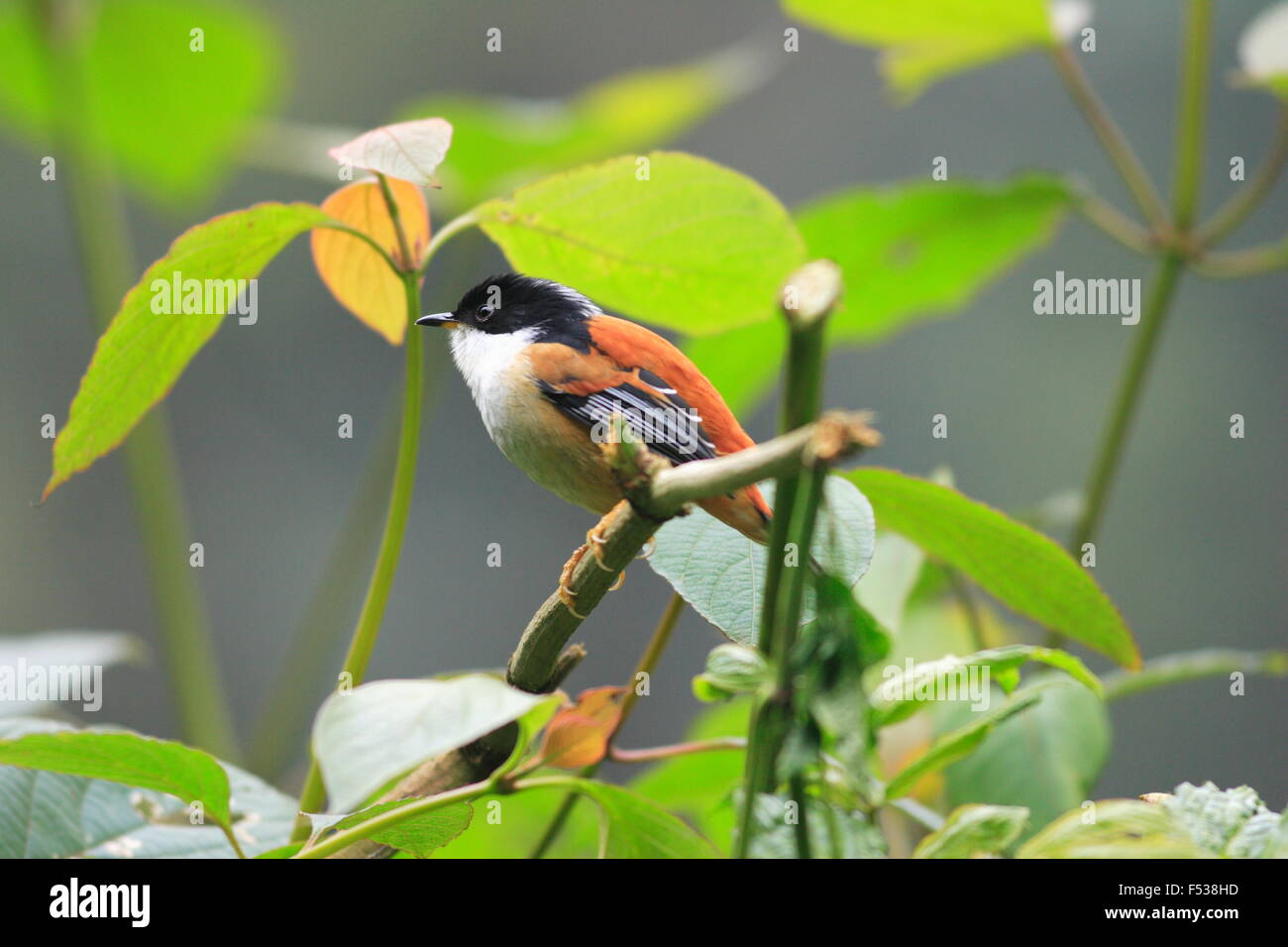 Rufous-backed Sibia (Heterophasia annectens) in North India Stock Photo ...