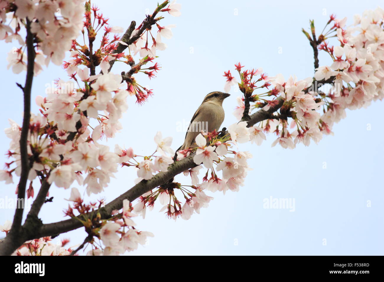 Russet Sparrow (Passer rutilans) male with cherry blossom Stock Photo ...