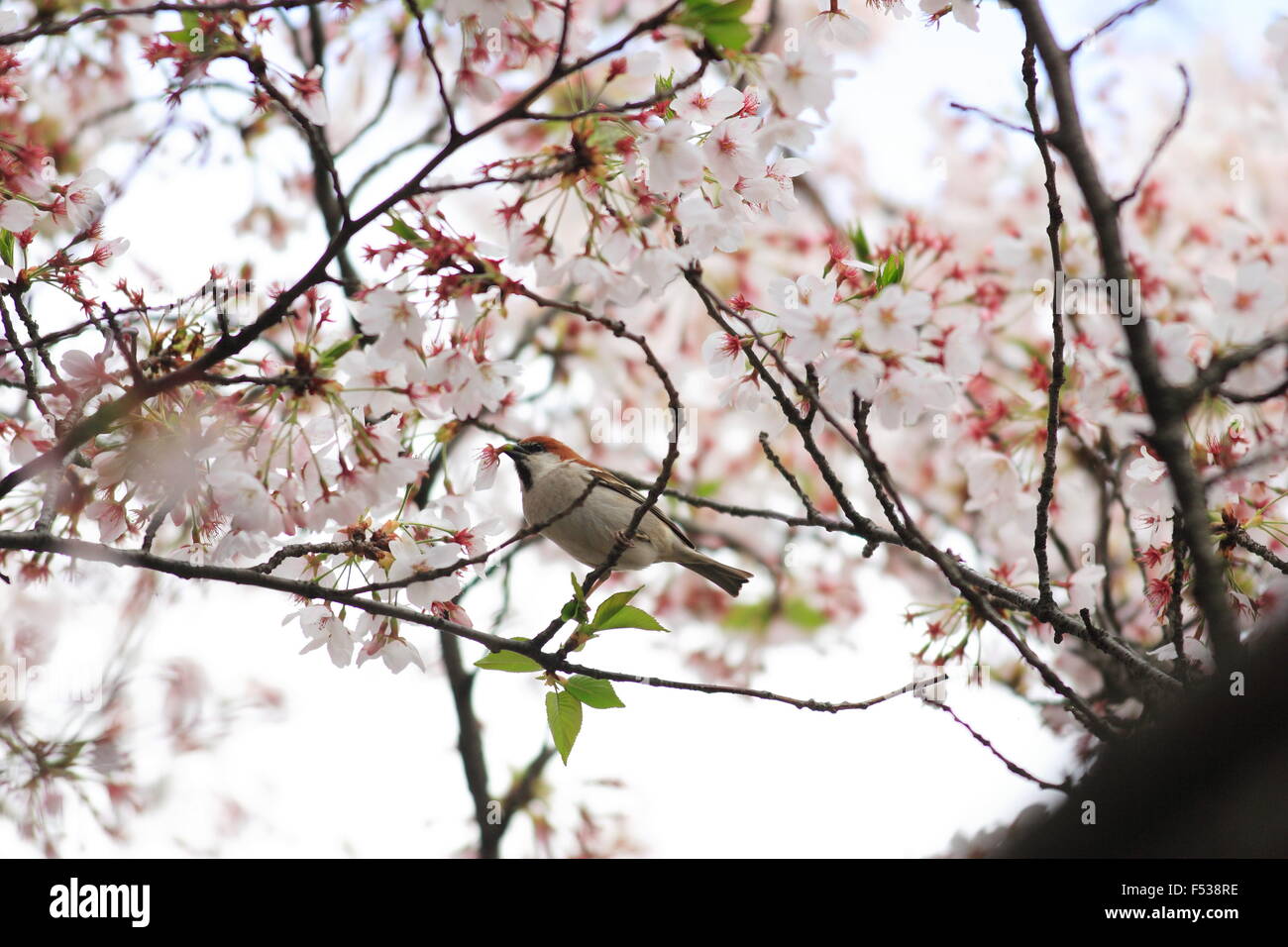Russet Sparrow (Passer rutilans) male with cherry blossom Stock Photo ...