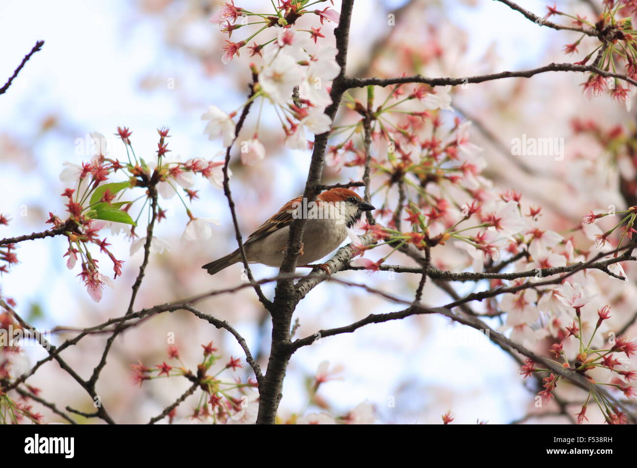 Russet Sparrow (Passer rutilans) male with cherry blossom Stock Photo ...