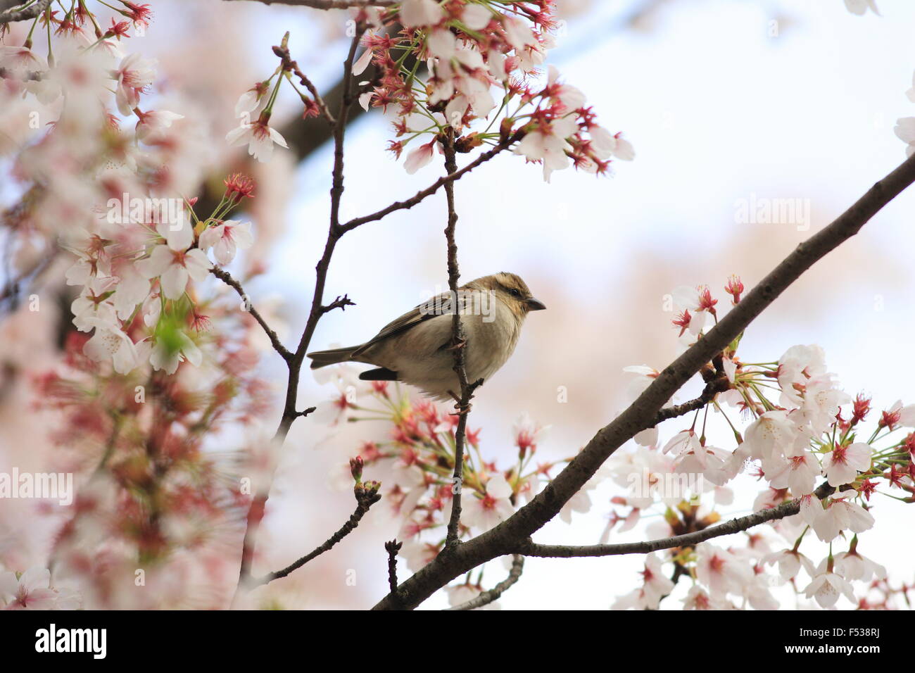 Russet Sparrow (Passer rutilans) male with cherry blossom Stock Photo ...