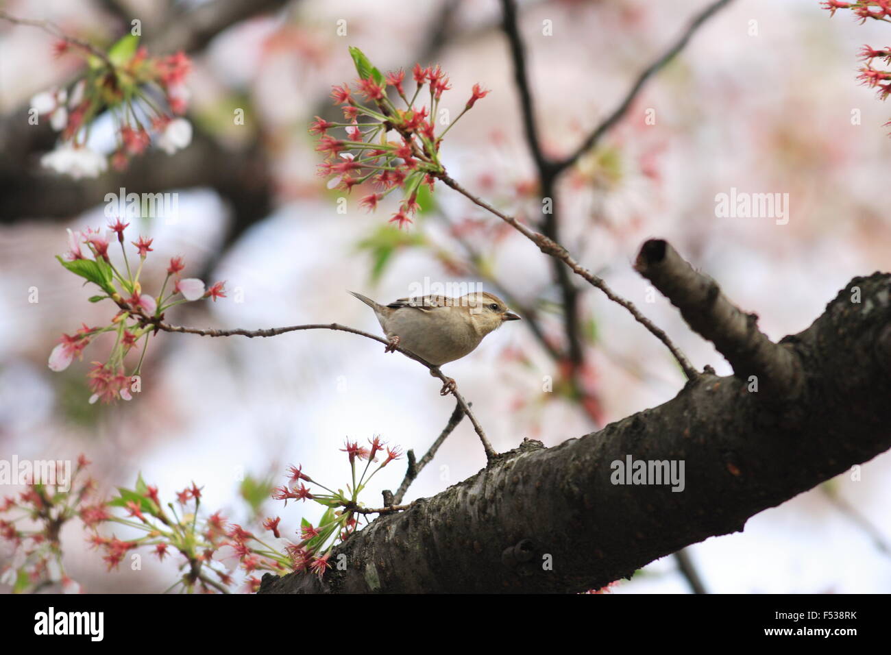 Russet Sparrow (Passer rutilans) male with cherry blossom Stock Photo ...
