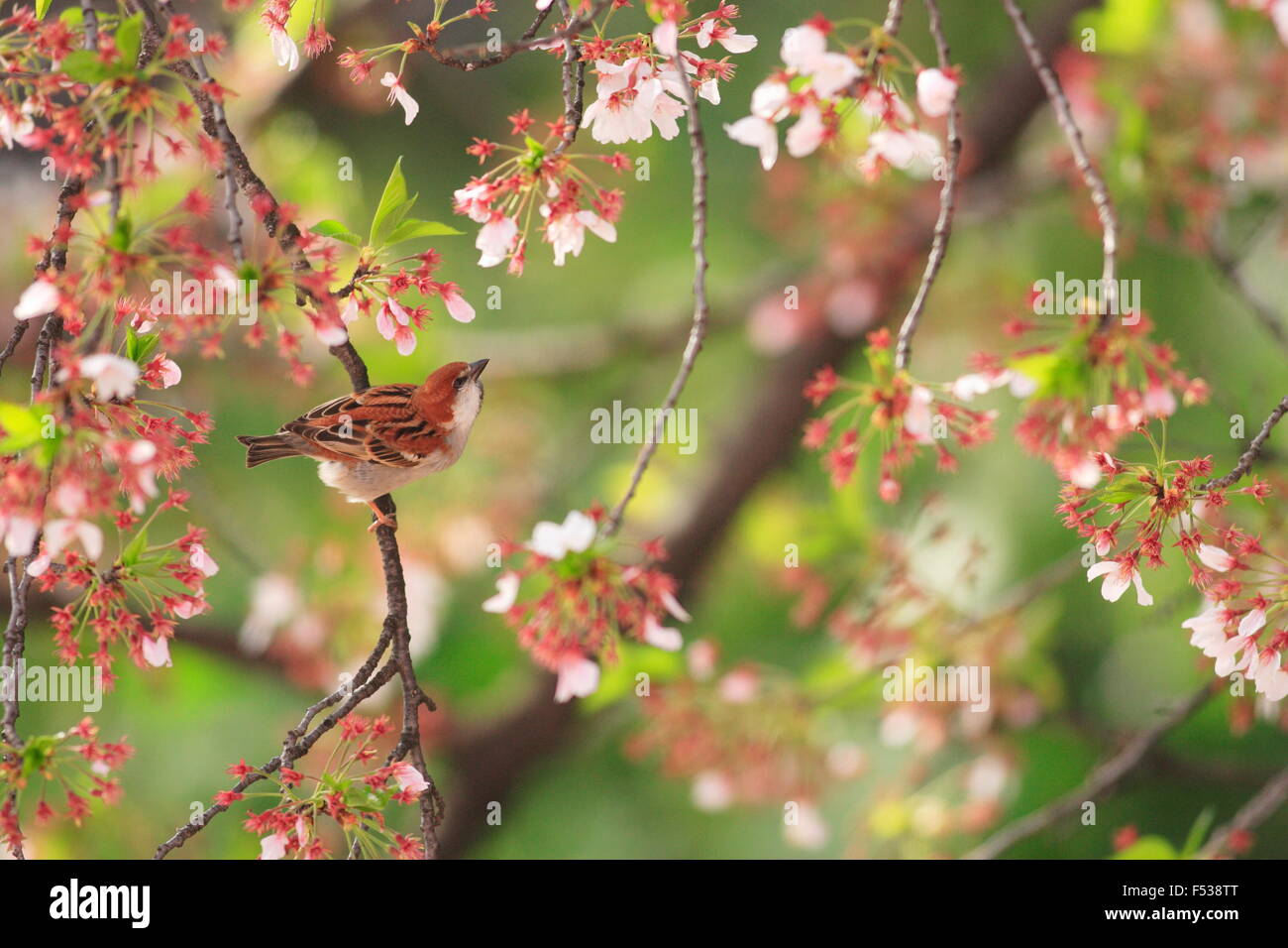Russet Sparrow (Passer rutilans) male with cherry blossom Stock Photo ...