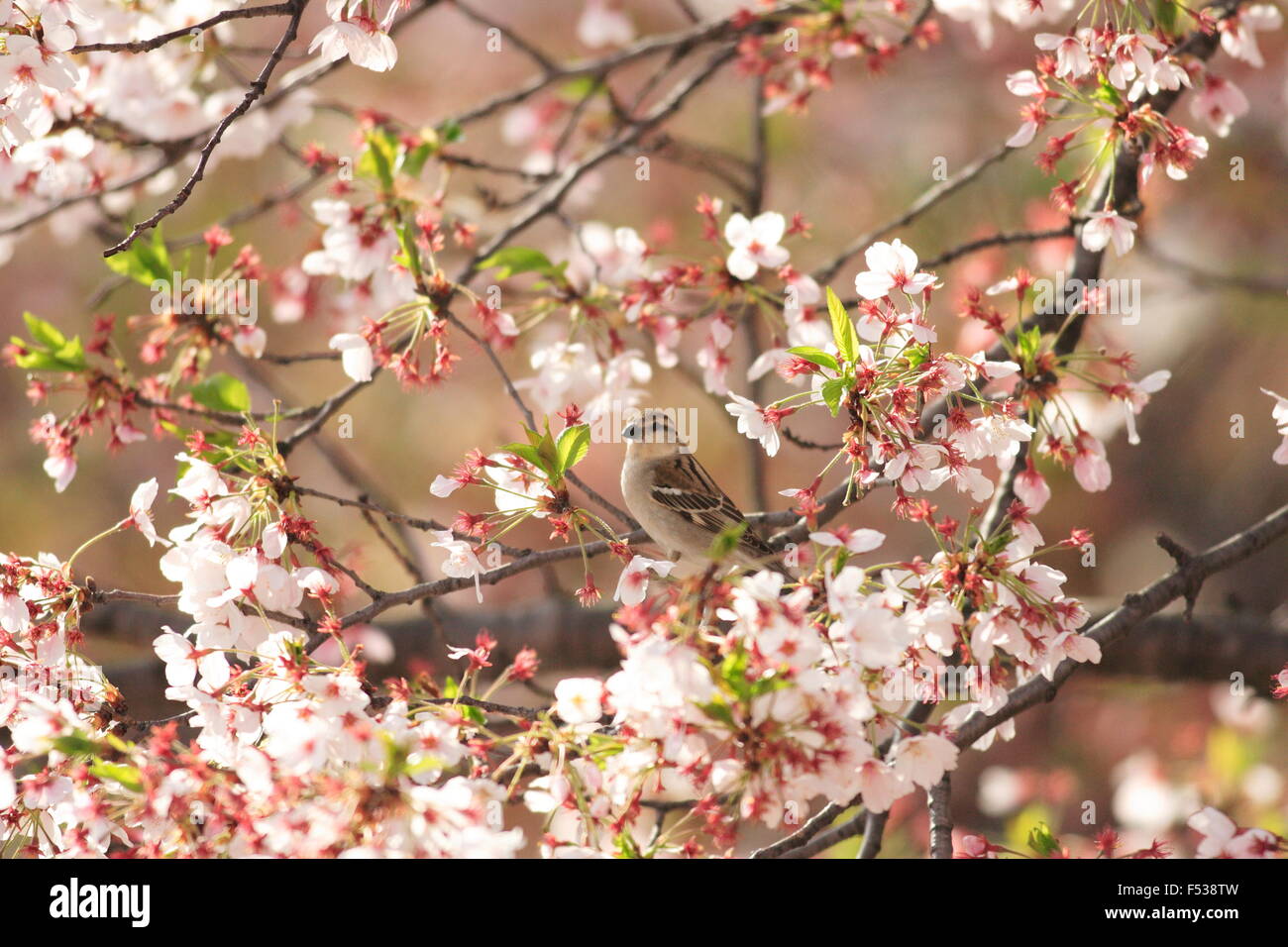 Russet Sparrow (Passer rutilans) male with cherry blossom Stock Photo ...