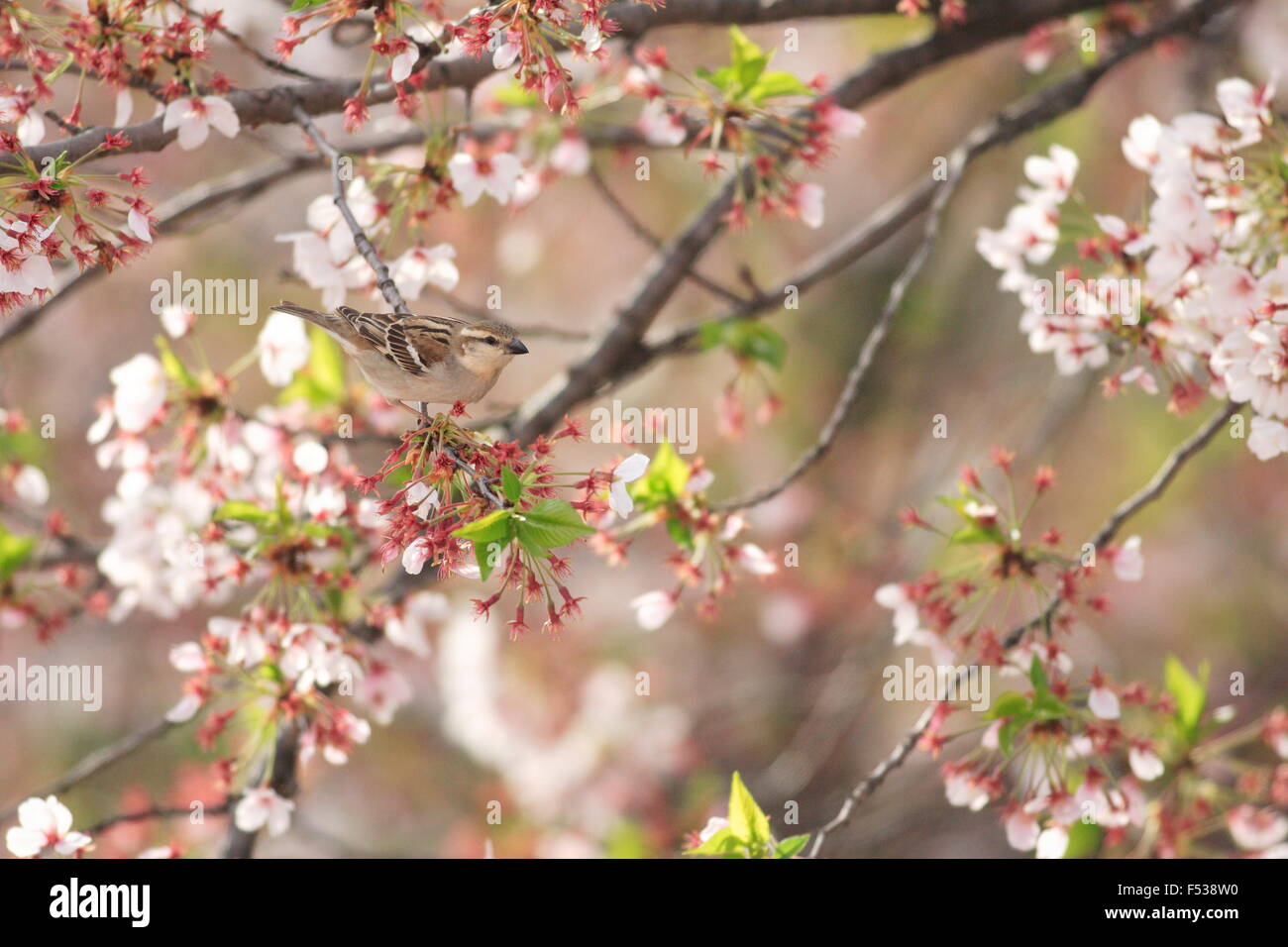 Russet Sparrow (Passer rutilans) male with cherry blossom Stock Photo ...