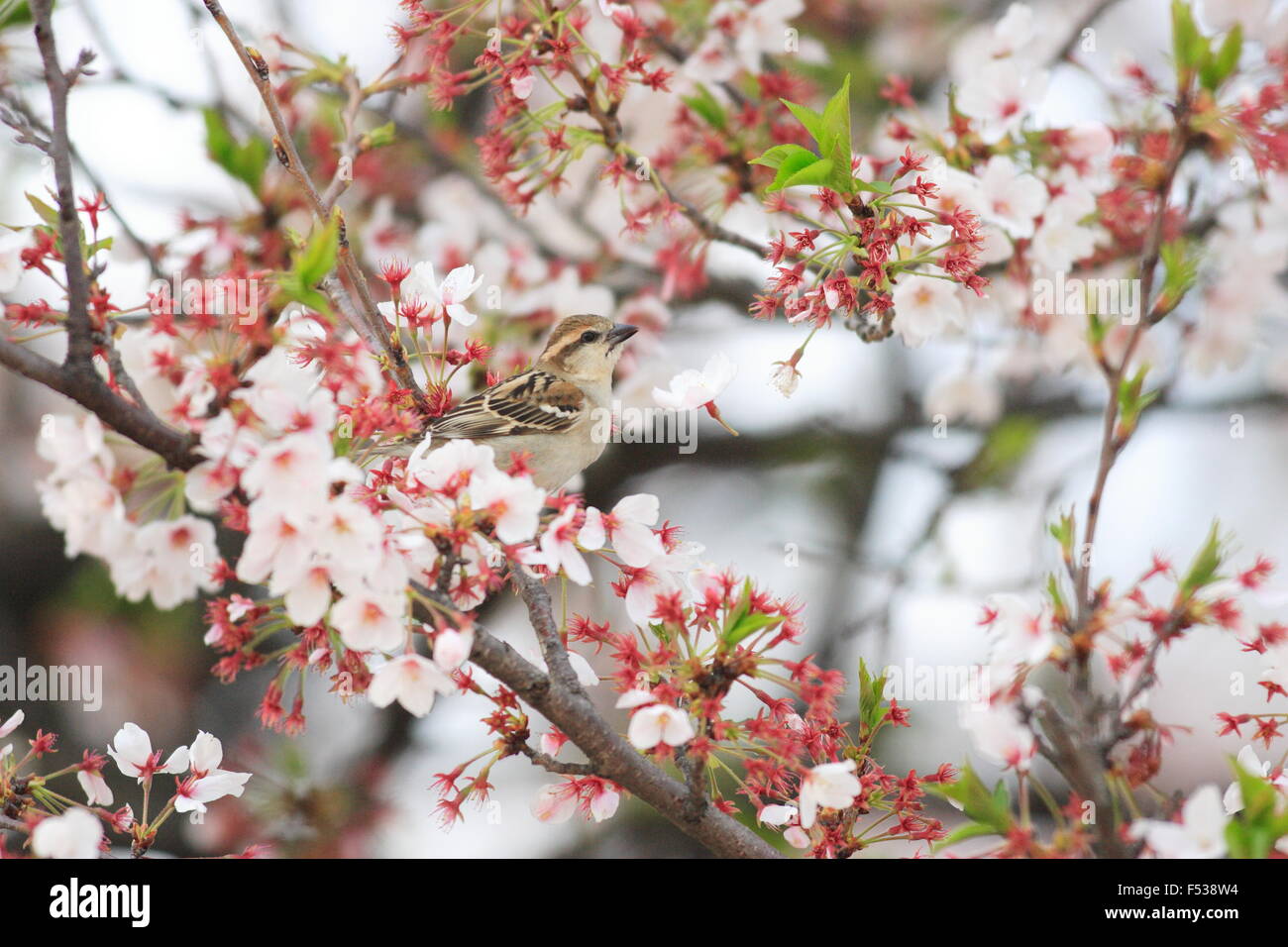 Russet Sparrow (Passer rutilans) male with cherry blossom Stock Photo ...