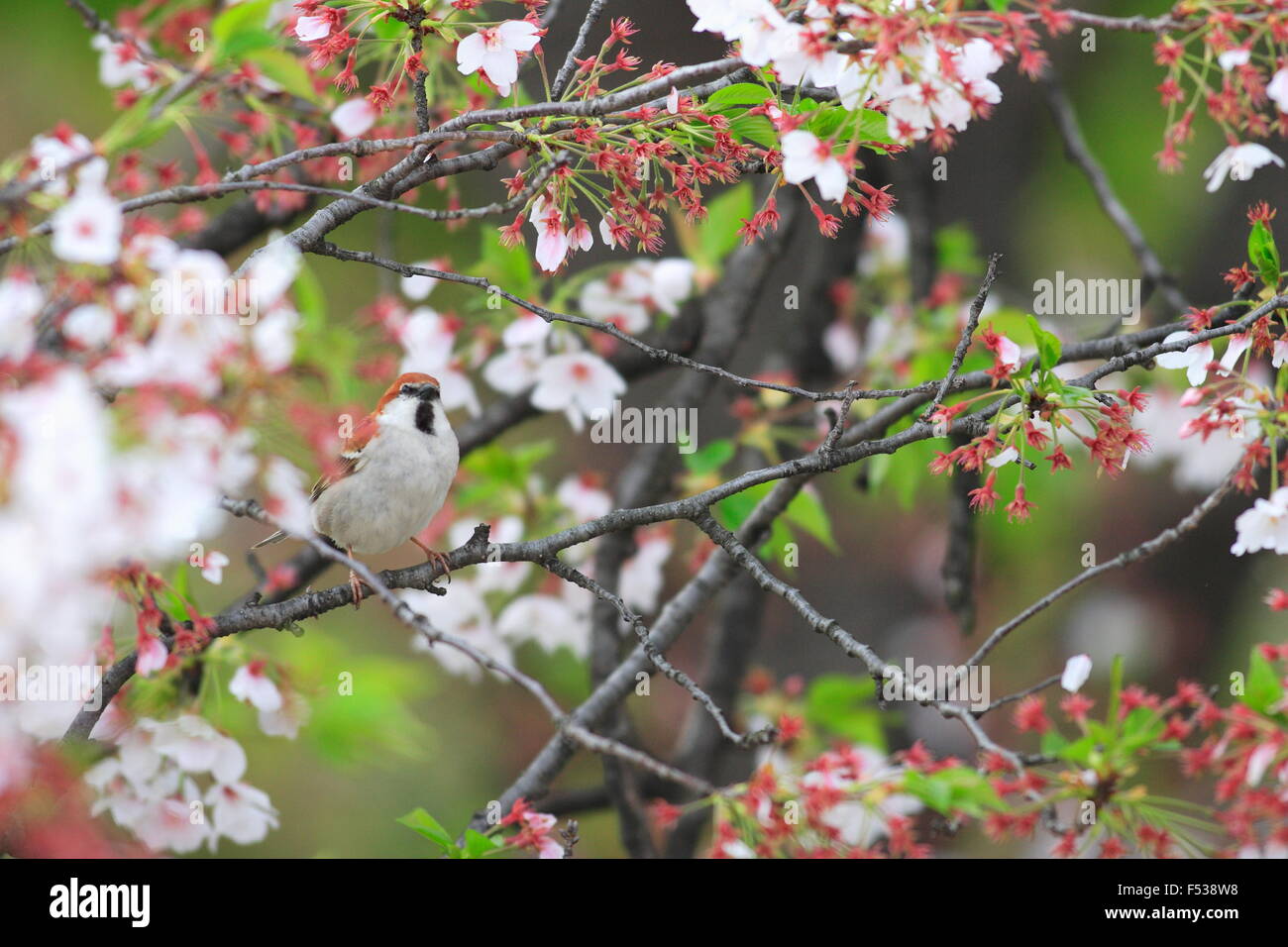 Russet Sparrow (Passer rutilans) male with cherry blossom Stock Photo ...