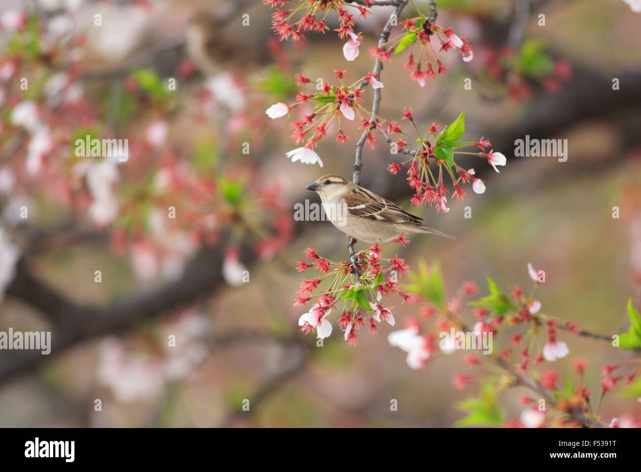 Russet Sparrow (Passer rutilans) male with cherry blossom Stock Photo ...