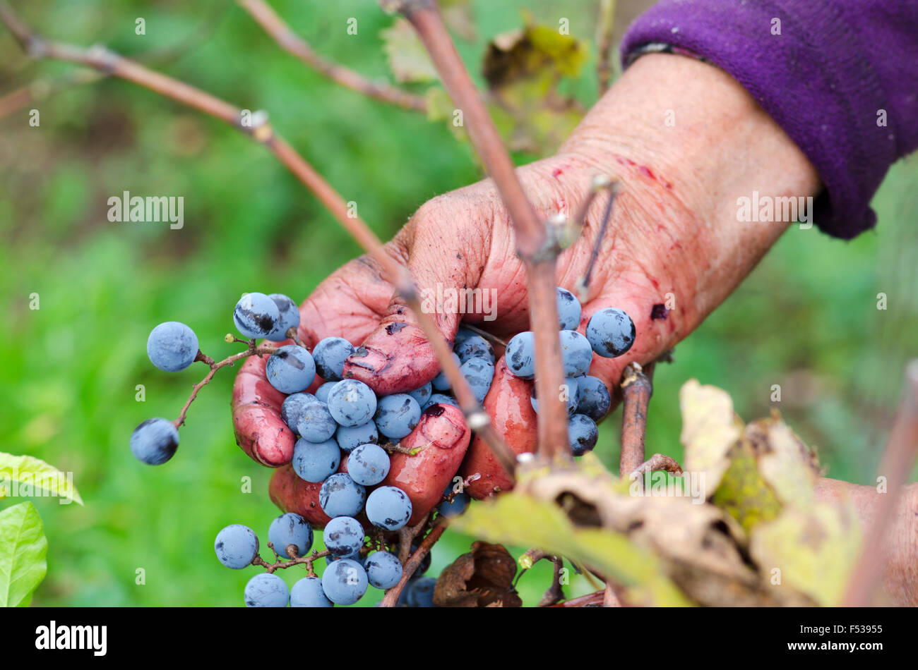 Vine harvesting in Bulgaria Merlot cluster in woman's hand Stock Photo ...