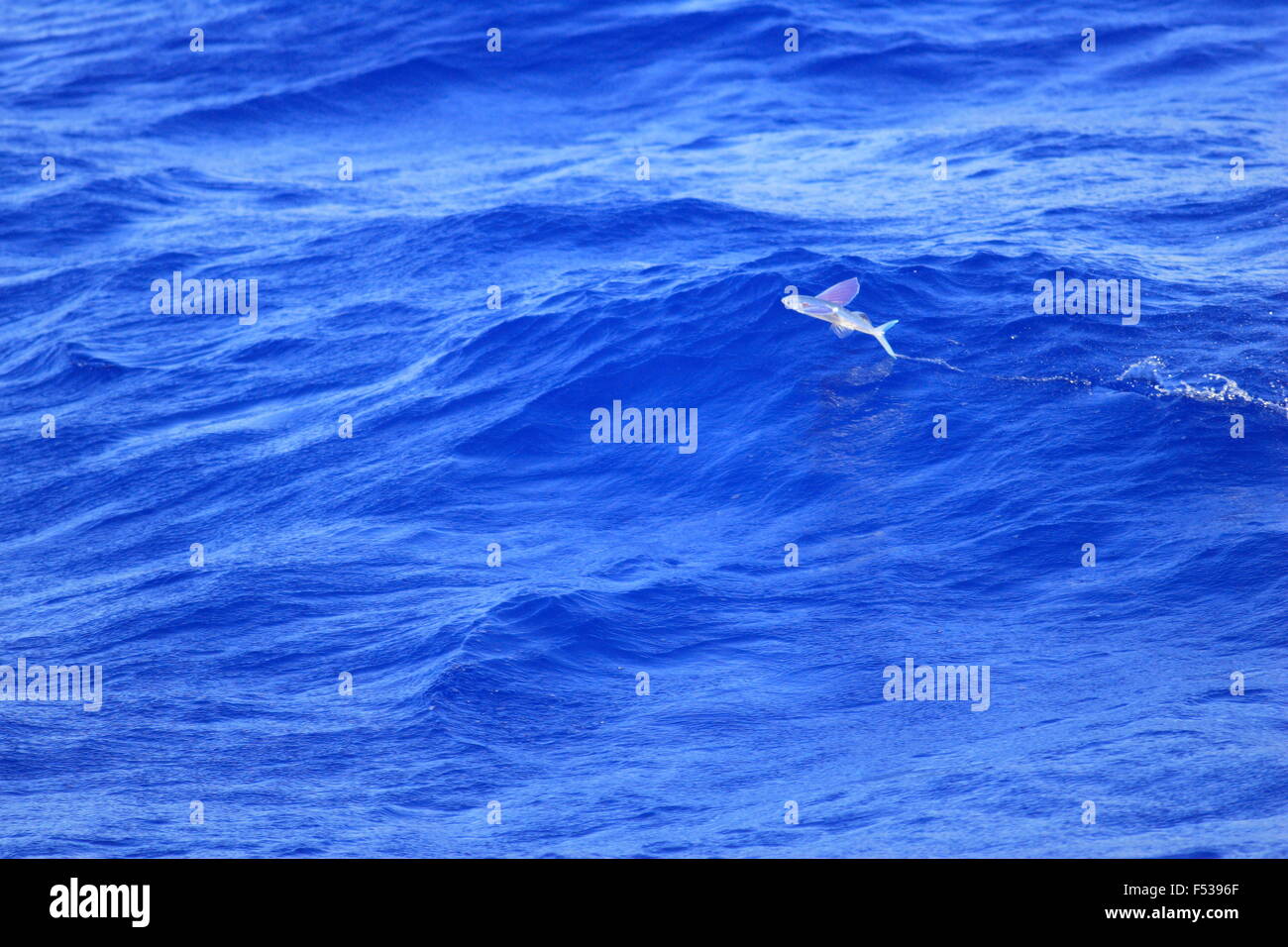 Flying fish flying on sea Stock Photo - Alamy