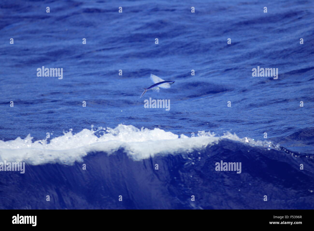 Flying fish flying on sea Stock Photo - Alamy